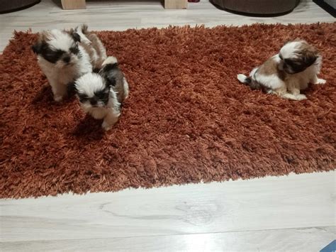 Oddam Za Darmo Pieski Kolbuszowa Olx Pl