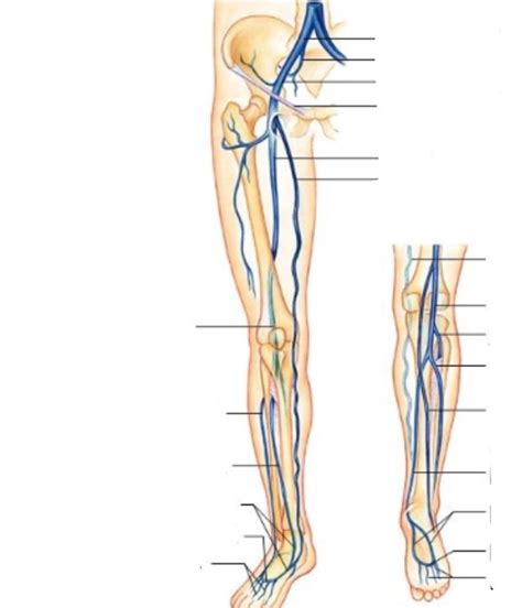 Lower Limb Veins Diagram Quizlet
