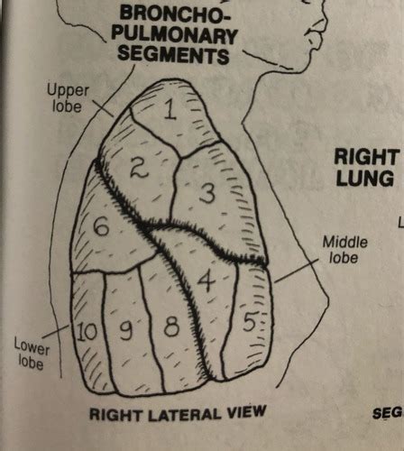 Lung Segments Diagram Quizlet