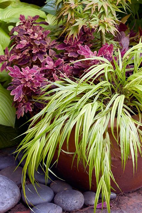 Best Foliage Plants For Containers Container Plants Patio Plants