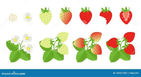 Strawberry Plant Growth Illustration Stock Vector Illustration Of