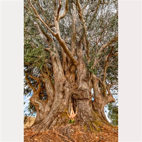 Blue Gum Giant Treegirl Nude Fine Art Print Etsy