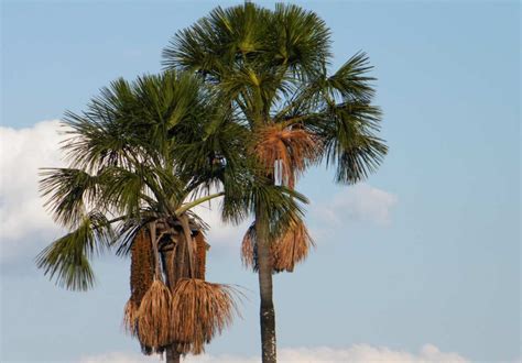 Plantas do Cerrado Medicinais nativas típicas endêmicas