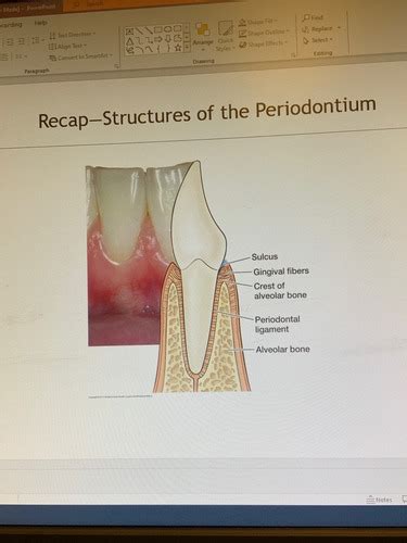 Periodontium Supporting Structures Review Slides Flashcards Quizlet