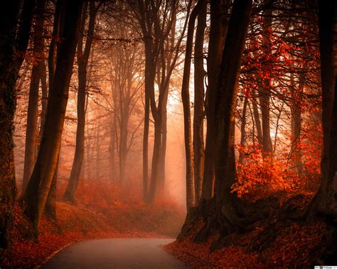 Foggy Autumn Wallpapers Top Free Foggy Autumn Backgrounds
