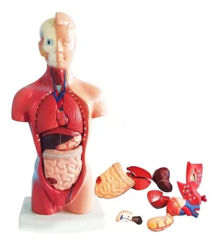 Corpo Humano Estudo Anatomia 28cm Encomenda Tronco Parcelamento Sem Juros