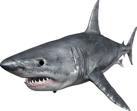 HQ Shark PNG Transparent Shark PNG Images PlusPNG