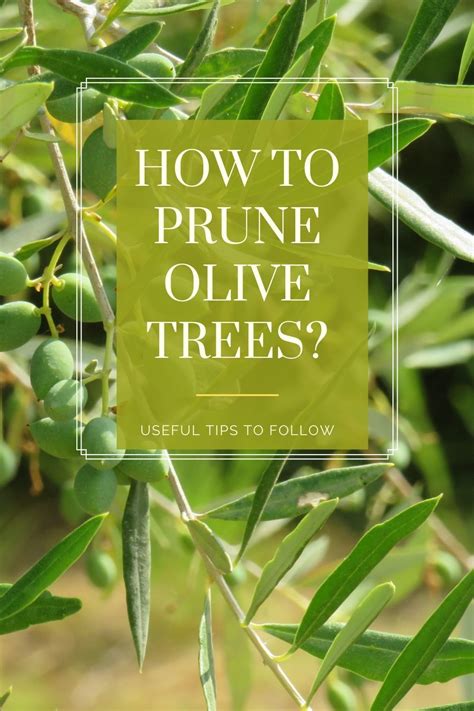 How To Prune Olive Trees In Pots 7 Steps Guide Olive Tree Care