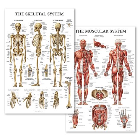Palace Learning Muscular Skeletal System Anatomical Poster Set