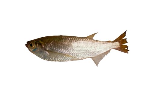 Sardinha Guia De Peixes Comercializados Em Monte Alegre