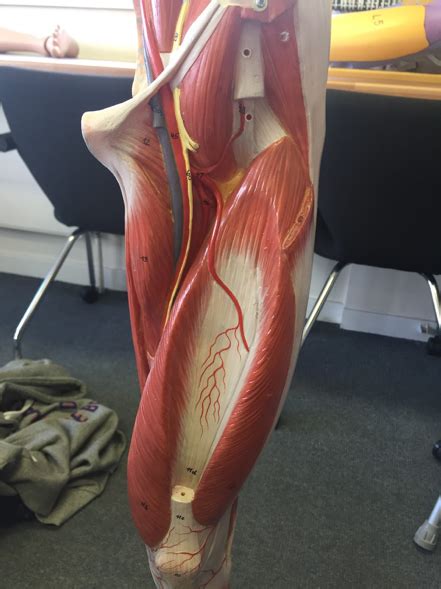 Muscles Of The Lower Limb Diagram Quizlet