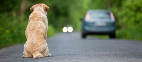 20 milhões de cães são abandonados no Brasil Planos Pets