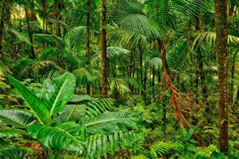 What Are Jungle Ecosystems Dense Forest Ecosystems With Examples