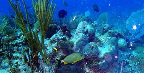 Selva Y Otros Ecosistemas Que Puedes Disfrutar En Quintana Roo PorEsto