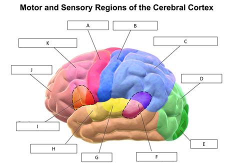 Motor Cortex Diagram