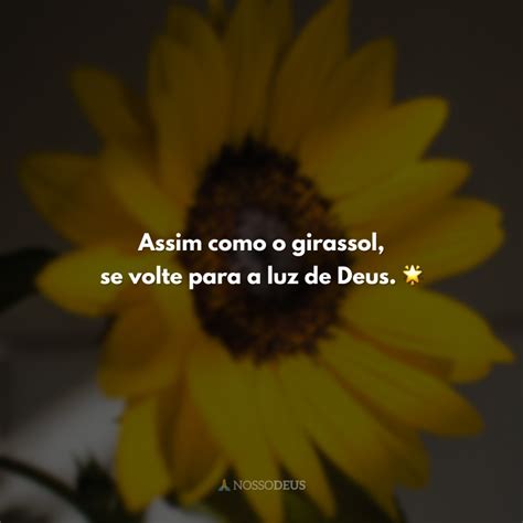 Frases De Girassol E Deus Que V O Iluminar Seu Caminho