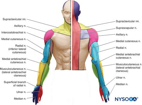Cutaneous Blocks For The Upper Extremity Landmarks And Nerve