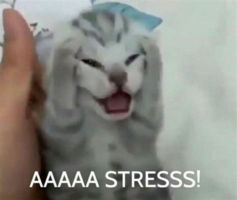 Pinterest Cat Memes Memes Baby Memes