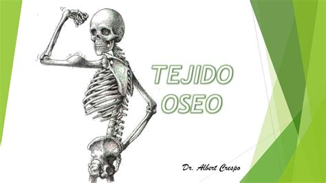 Tejido Seo Jamilla Figueiredo Da Silva Udocz
