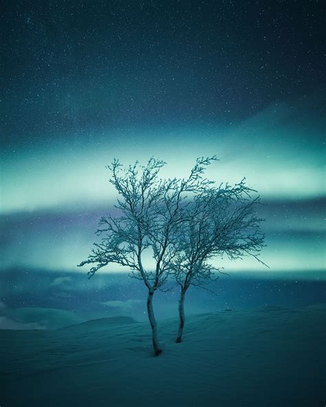 Majestic Trees In Serene Finnish Landscapes Photographed By Mikko