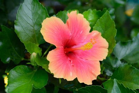 Цвета гибискуса подробное руководство по каждому оттенку FLOWERS