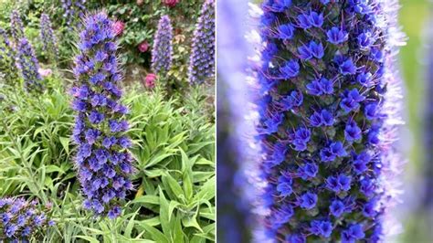 Details Tipos De Flores Color Morado Abzlocal Mx