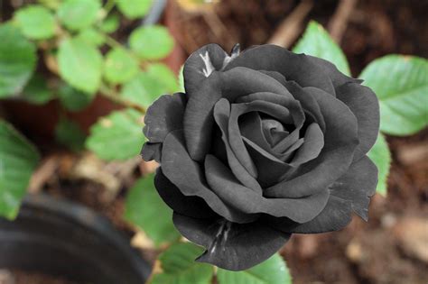 Significado de las rosas según su color Guía para saber qué podemos