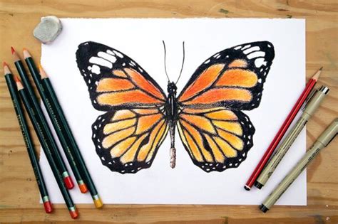 Schmetterling Zeichnen Anleitung Zum Realistischen Zeichnen