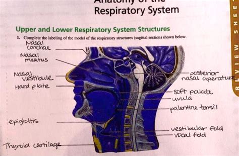 SOLVED Function Of The Respiratory System Upper And Lower Respiratory