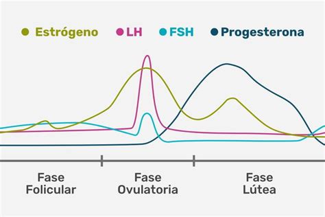 Ciclo menstrual fases hormonas y cómo funciona con calculadora