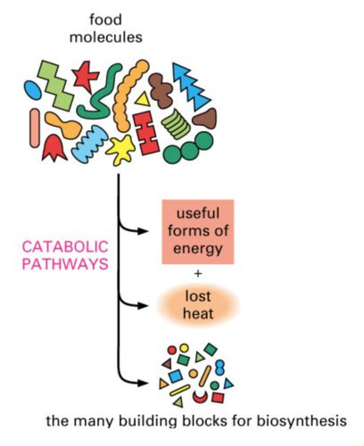 Den Nov Howard Intro To Metabolism Flashcards Quizlet