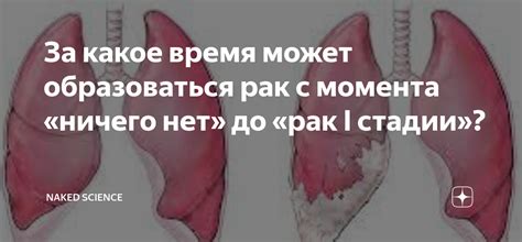 За какое время может образоваться рак с момента ничего нет до рак I