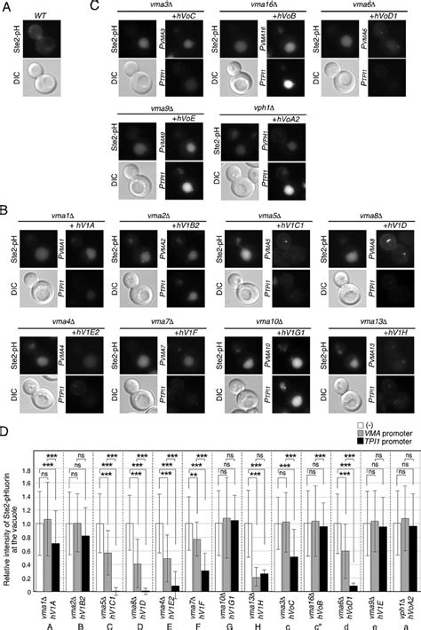 functional complementation reveals that 9 of the 13 human v atpase subunits can functionally