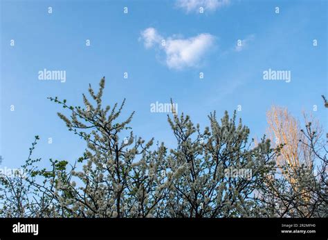 Springtime Bloom Flowering Period Awakening Blooming Blossom Tree