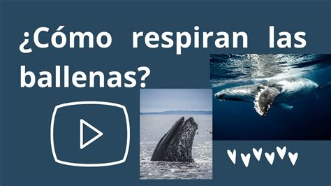 CÓMO RESPIRAN LAS BALLENAS YouTube