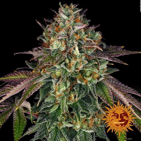 Graines De Cannabis Barneys Farm Wedding Cake Villabafo