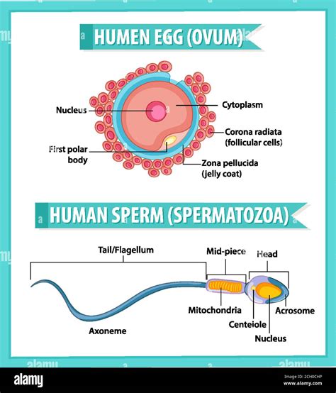 Chromosomes In Human Sperm Telegraph