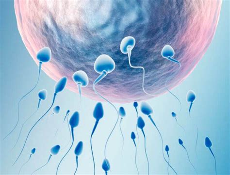 Diferencias entre inseminación artificial y fecundación in vitro Carha