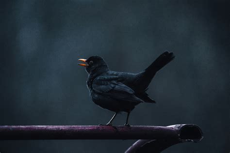 The Darkling Thrush By Thomas Hardy Poem Analysis