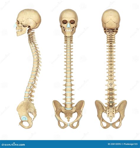 Royalty Free Stock Photo Anatomy Illustration Of A Human Skeleton