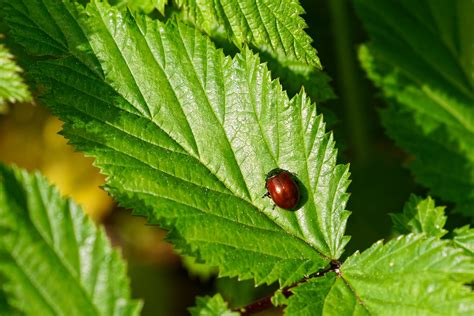 Welcher Käfer Käfer alle Coleoptera indet c Uwe He