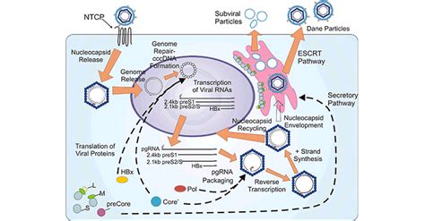 What Is Hepatitis B Virus Cusabio