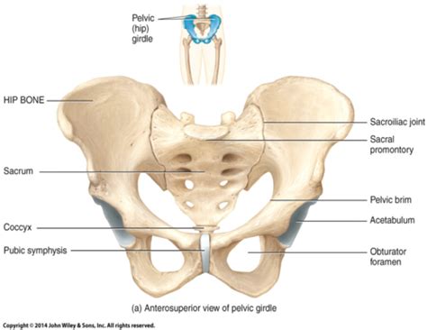 Chapter 8 Pelvic Girdle Flashcards Quizlet