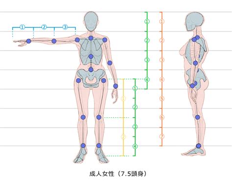 骨と比率を意識しよう！ 人体を描くために役立つポイント いちあっぷ