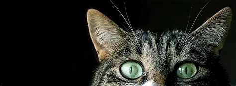 Sarna Em Gatos Como Identificar Tratar E Prevenir Guia Completo