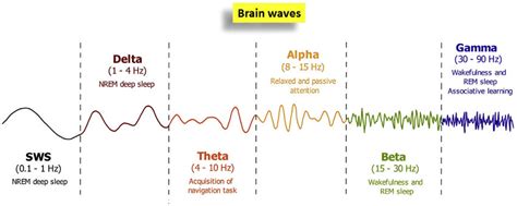 The Six Major Brain Waves In The Human Electroencephalogram The Brain