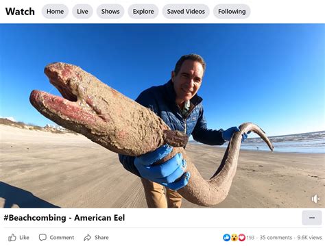 海外発Breaking News体長120cm超のモンスター 絶滅危惧種のアメリカウナギ米テキサス湾岸に漂着動画あり