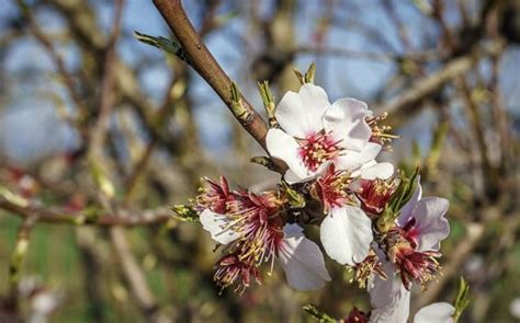 Descubre las variedades de almendros más rentables
