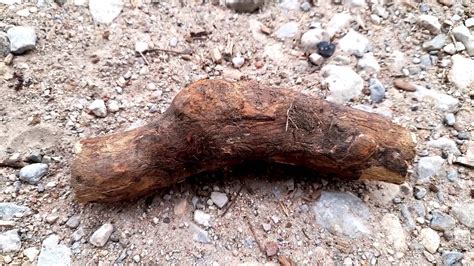 Dinozaury w Polsce Kości Dinozaurów Wykopaliska Archeologiczne YouTube