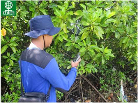 Mangrove Map Jasa Survei Dan Pemetaan Mangrove Mangrove Map Lakukan